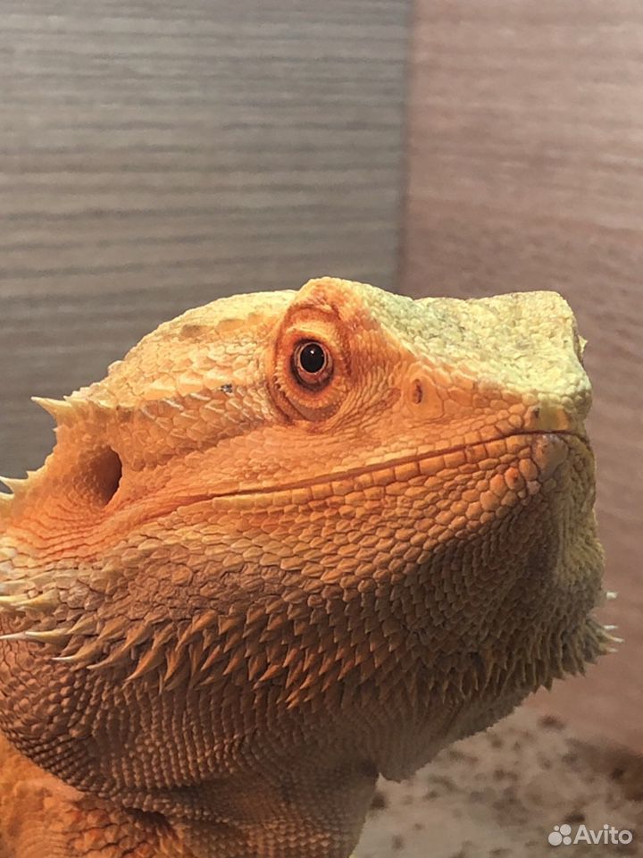 Бородатая Агама