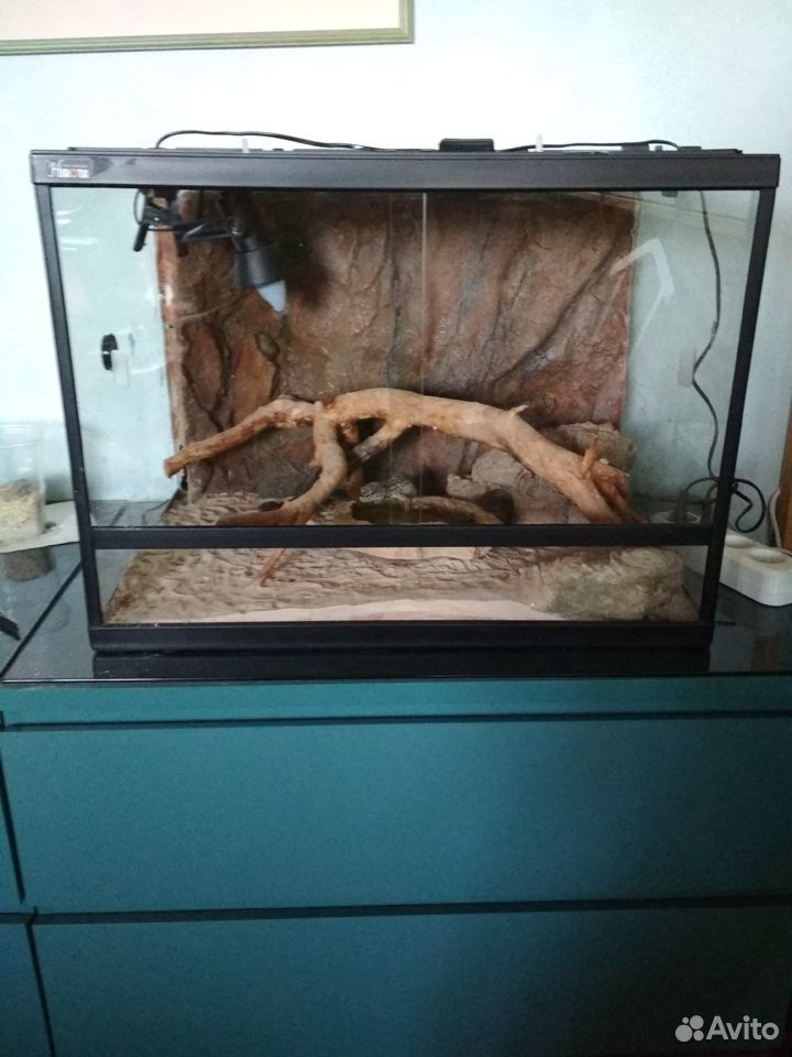 Эублефары взрослые с террариумом