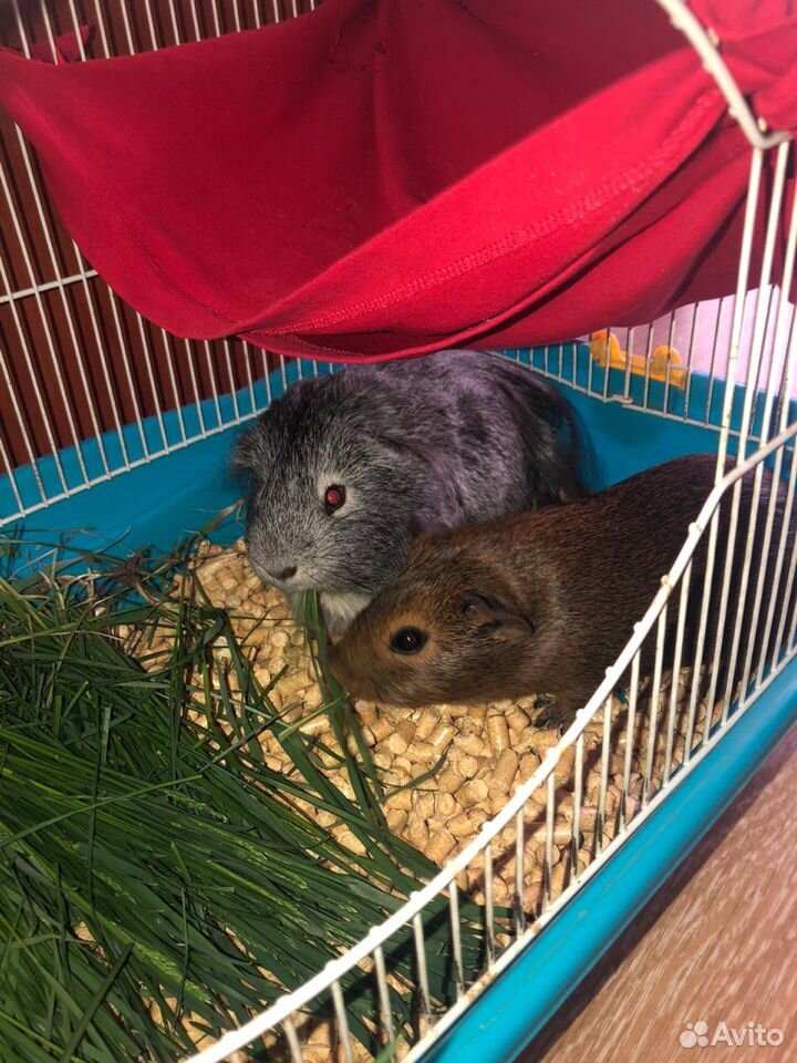 Морские свинки