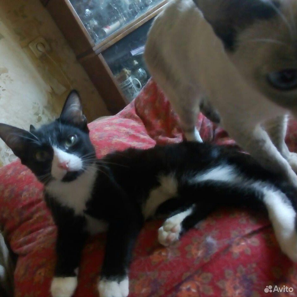 Отдам котенка