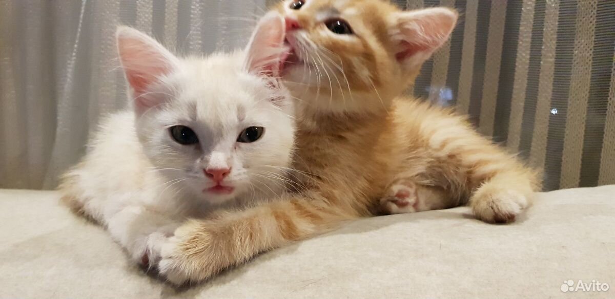 Котята