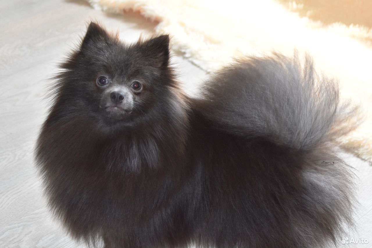 Шпиц - мальчик интересного окраса