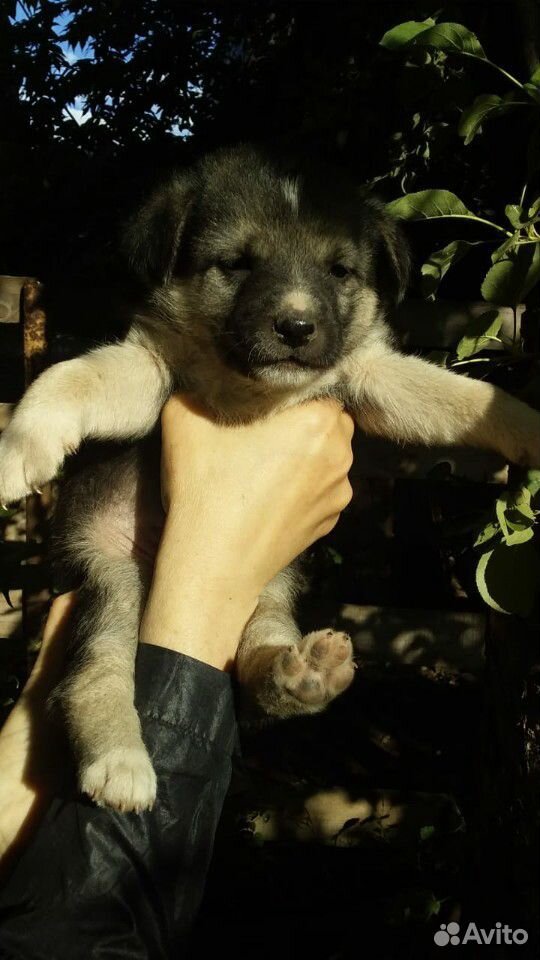 Щенок помесь с маламутом