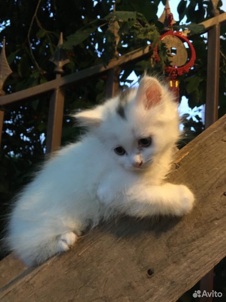 Котята