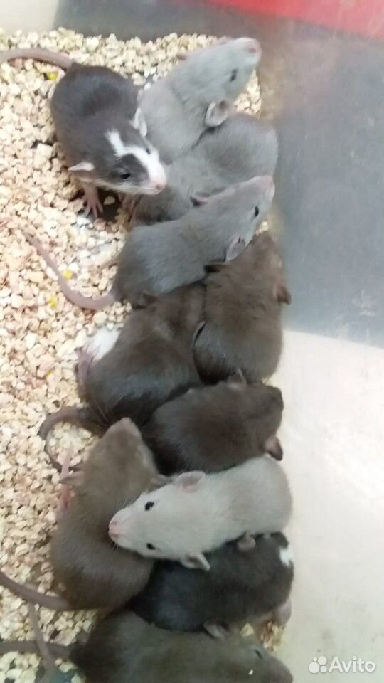 Крысы дамбо разного окраса, 1 месяц