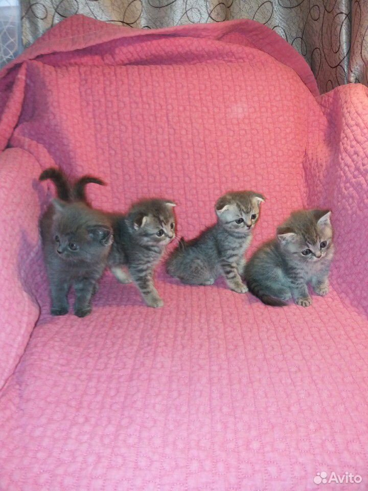 Шотландские котята