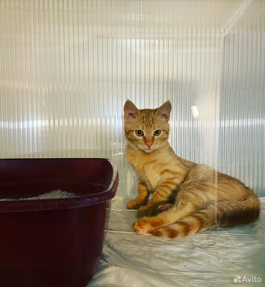 Котёнок