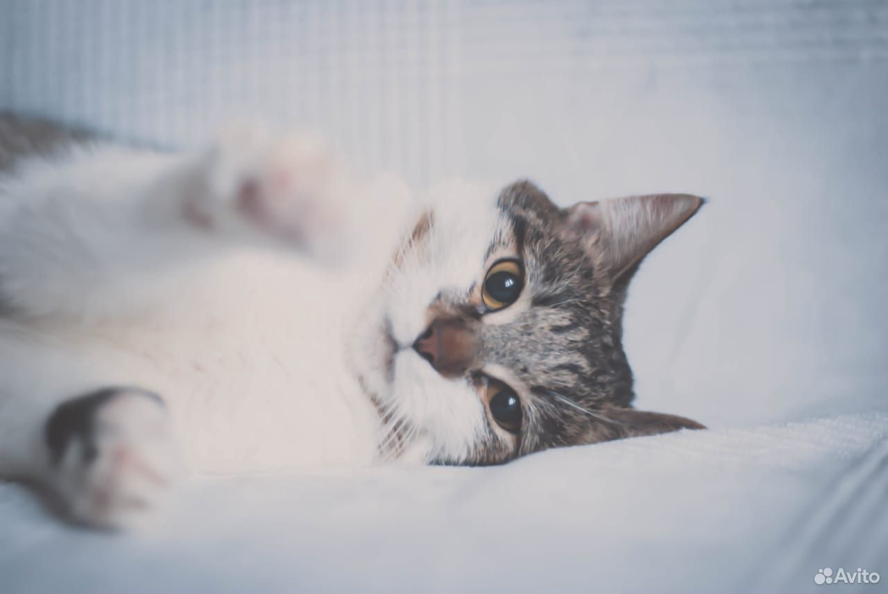 Кошечка Моня ищет дом