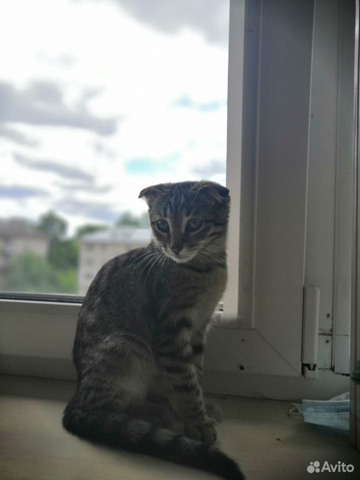 Котенок Вислоушка