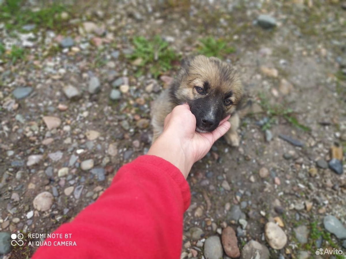 Собака