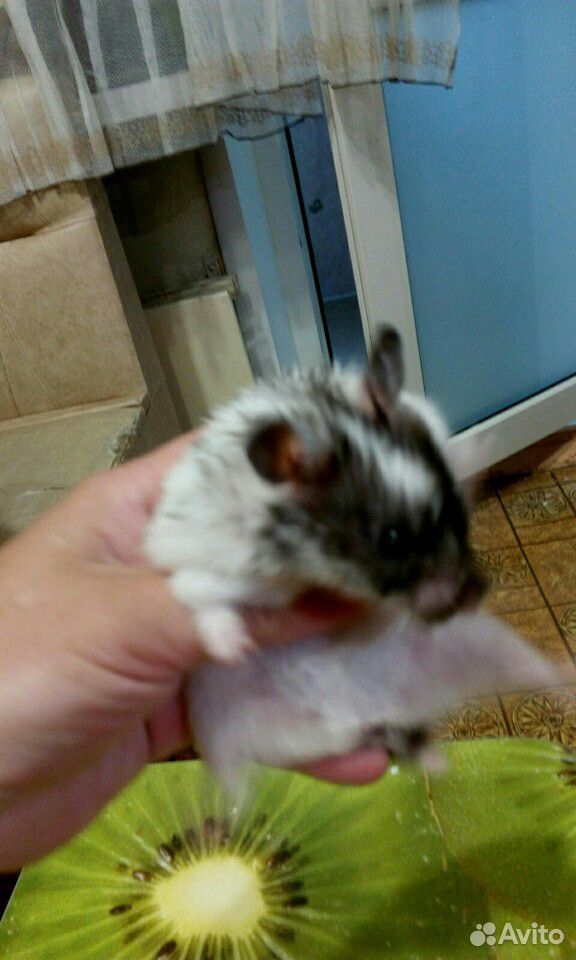 Хомяк сирийский девочка