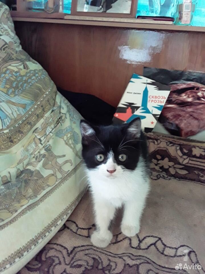 Продаётся кошка