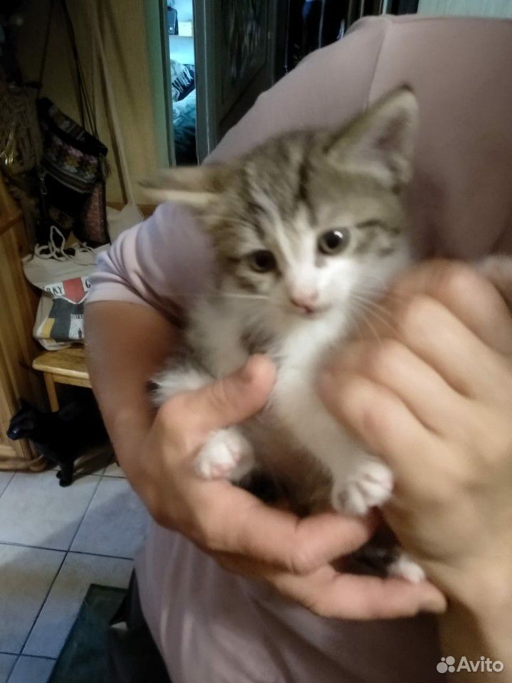 Котёнок