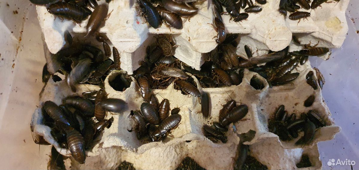 Мраморные тараканы