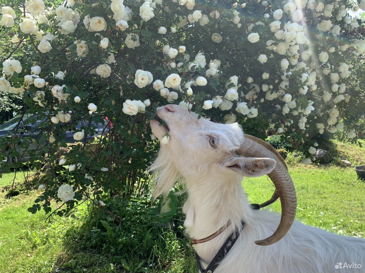 Коза дойная