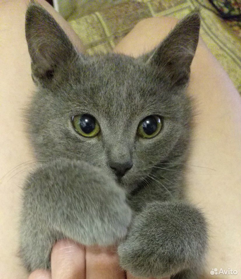 3 котёнкаищут