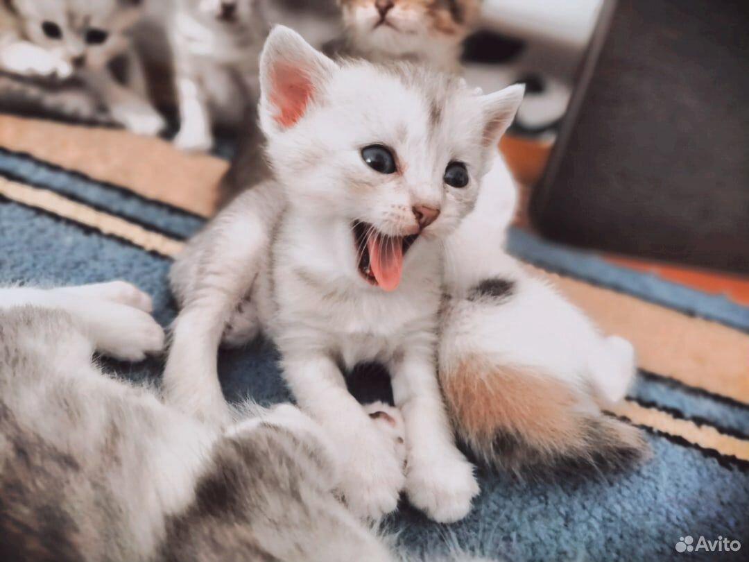 Котята