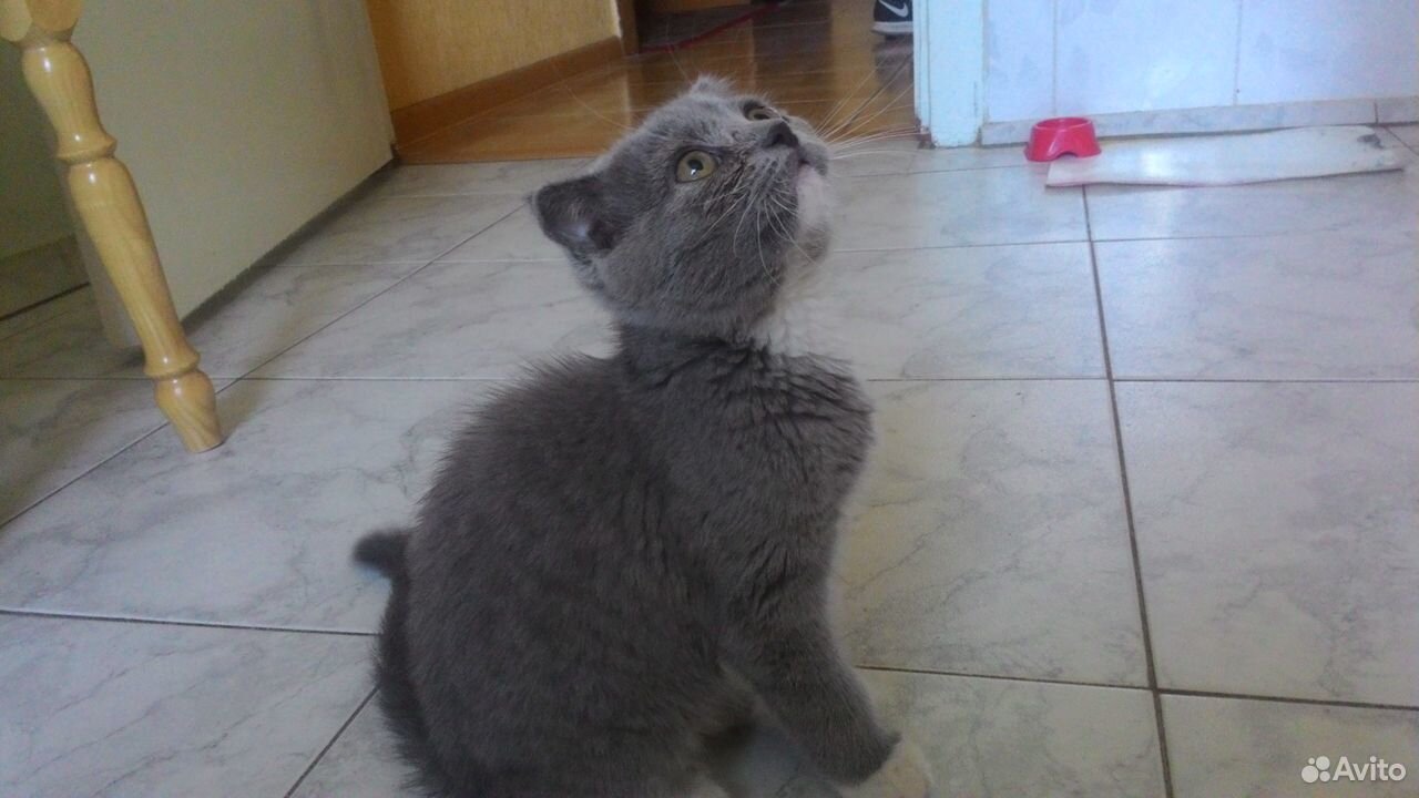 Помесь британца, котенок (в дар)