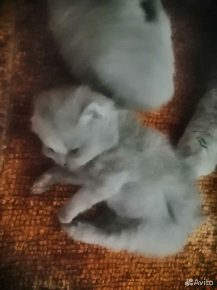 Котята от британочки