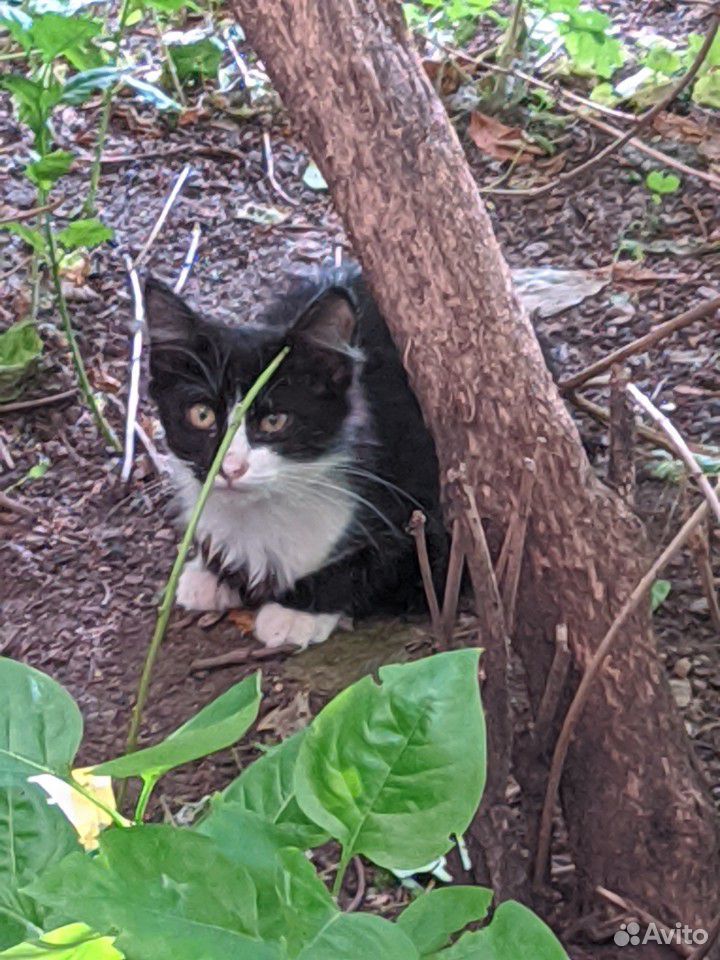 Черно-белый котенок 3.5мес. в заботливые руки
