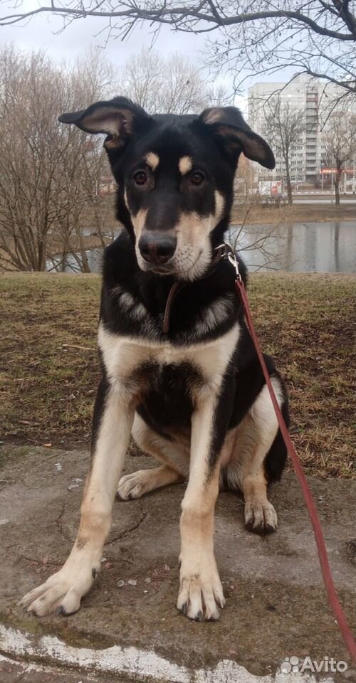 Восточноевропейская овчарка