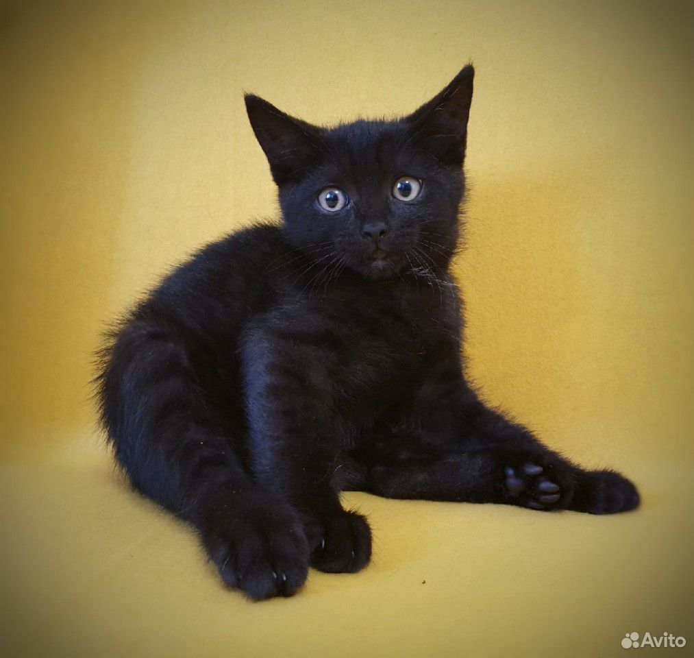 Ночная фурия в поисках счастья