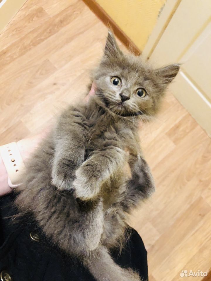 Котенок девочка 1,5 мес