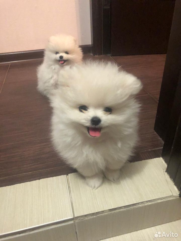 Померанский Шпиц микро девочка