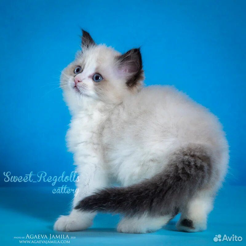 Девочка регдолл