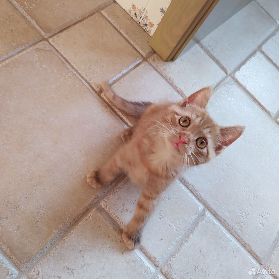 Мальчик для заботливой семьи