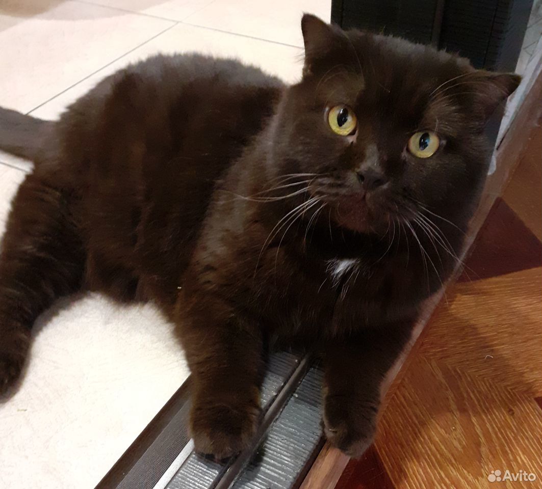 Шотландец Скай ищет дом