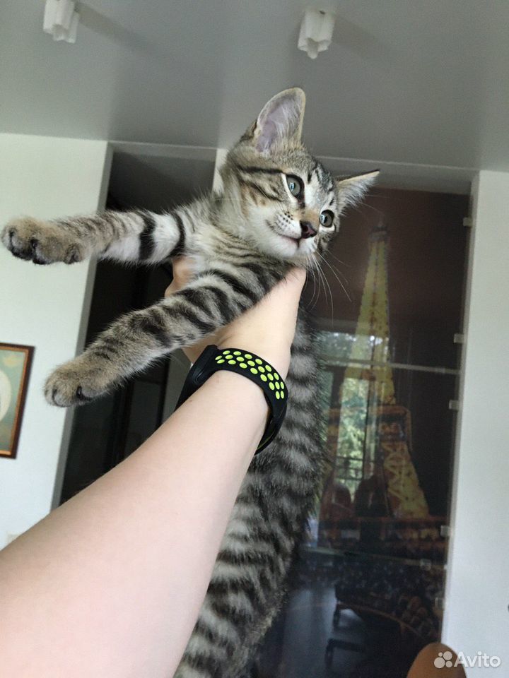 Котенок, мальчик