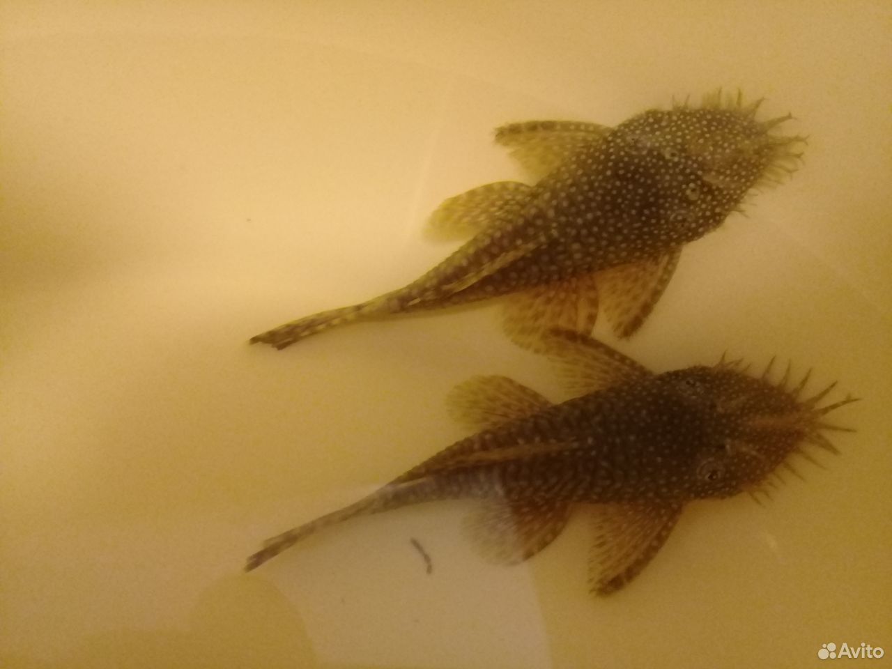 Сомики-прилипалы + аквариум 65 л