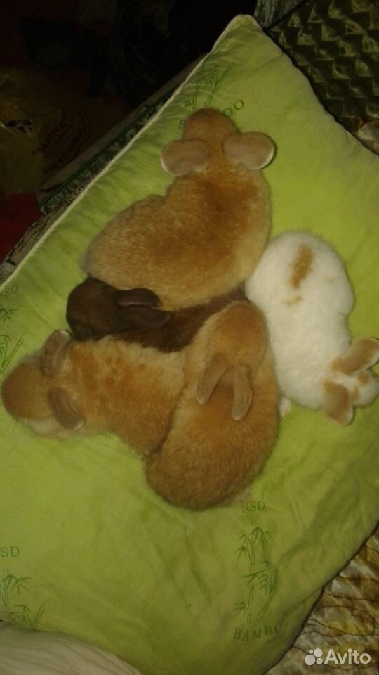 Декоративные породистые крольчата