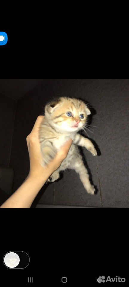 Шатландские котята,веслоухие,прямоухие