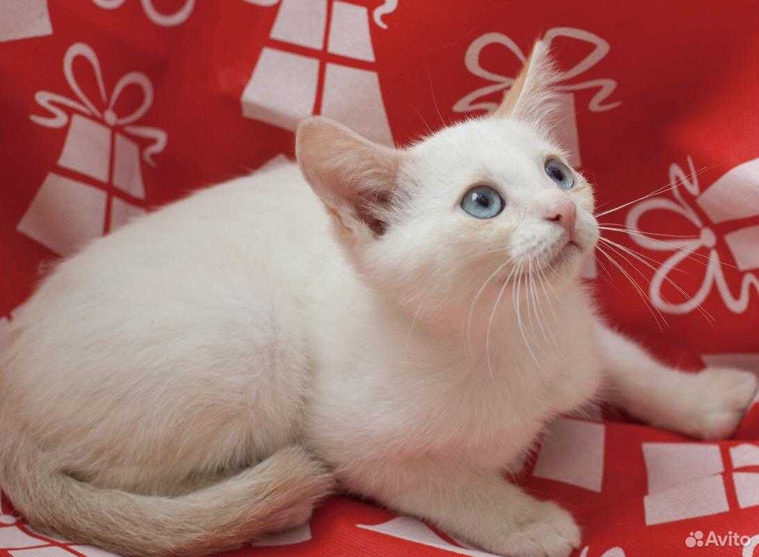 Кошка тайчата бесплатно в дар