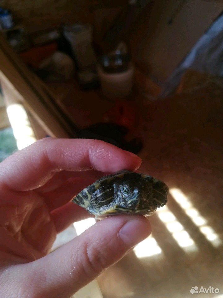 Красноухая черепаха