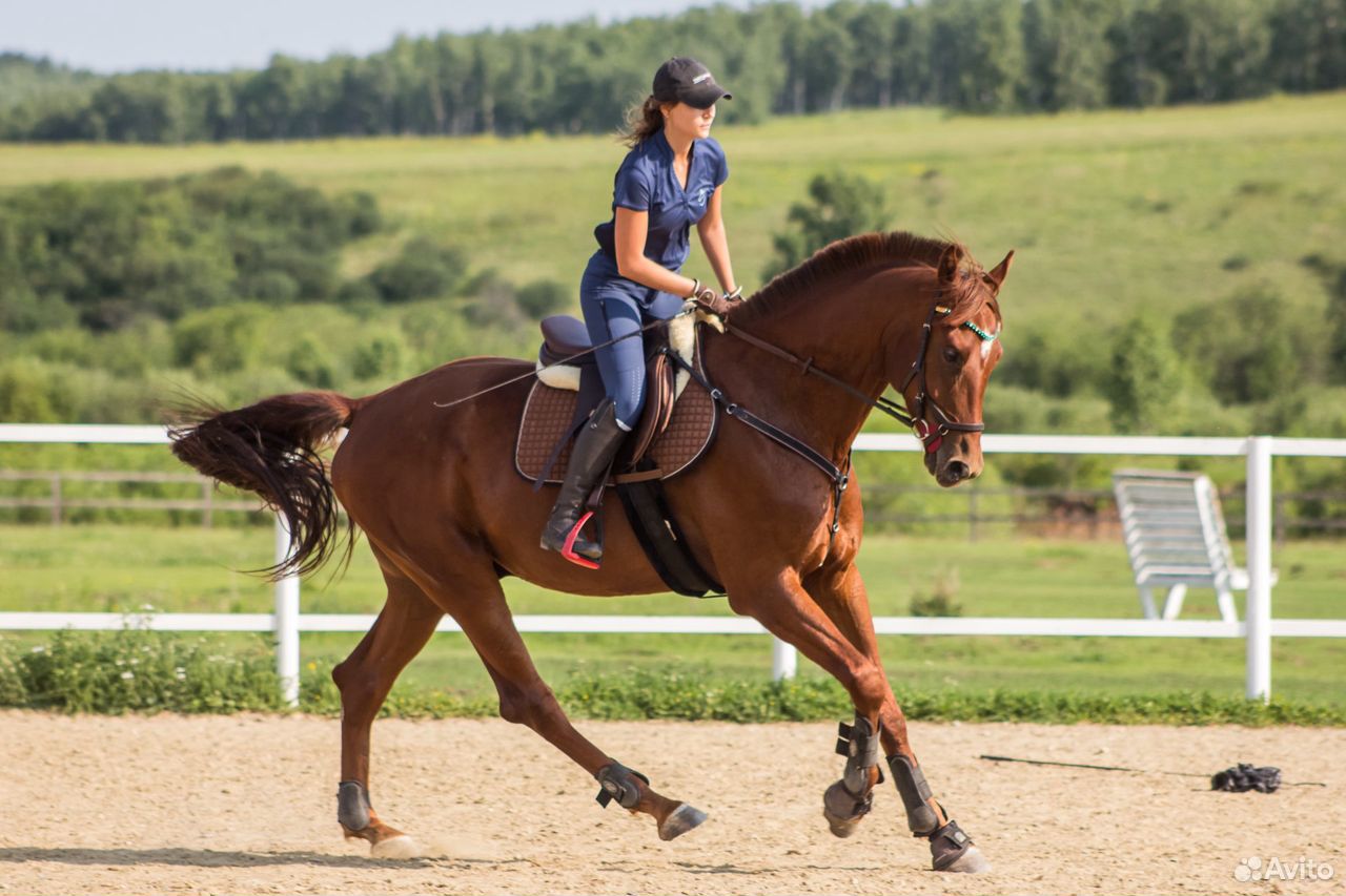 Молодой мерин Донской породы