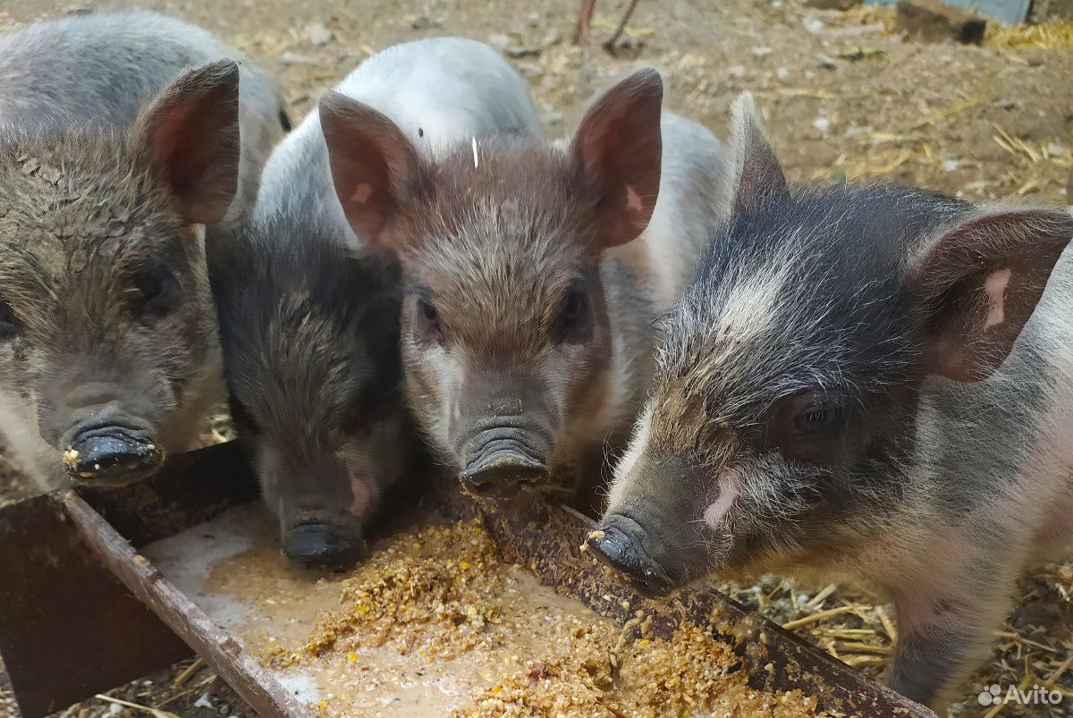 Вьетнамские поросята