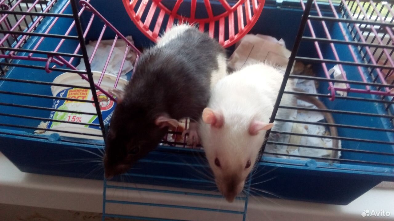 Декоративные крысики в хорошие руки
