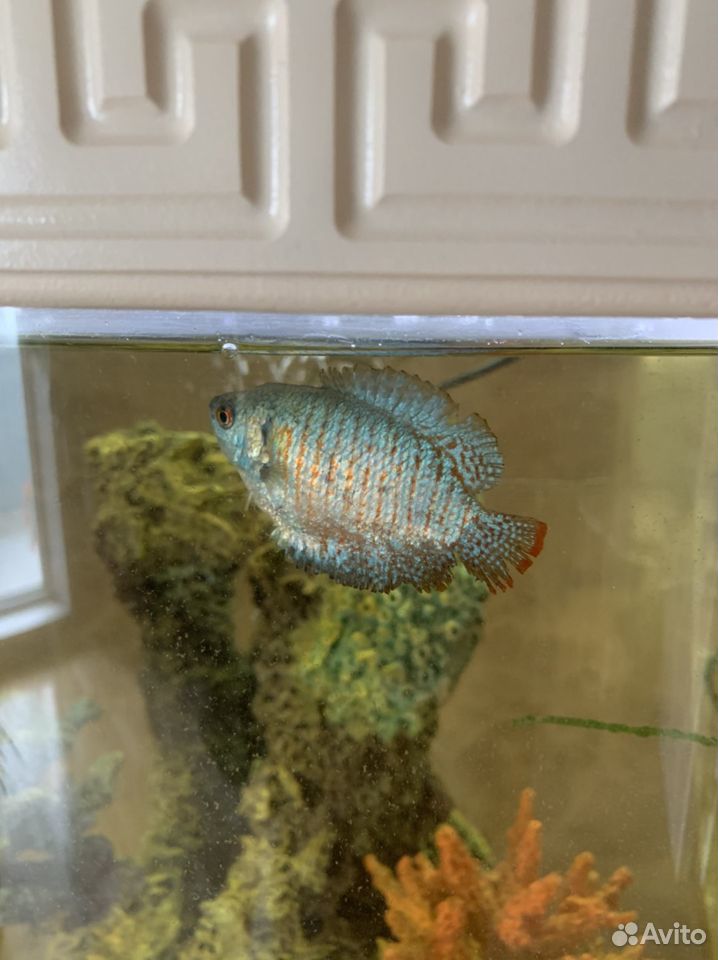 Рыба Лялиус
