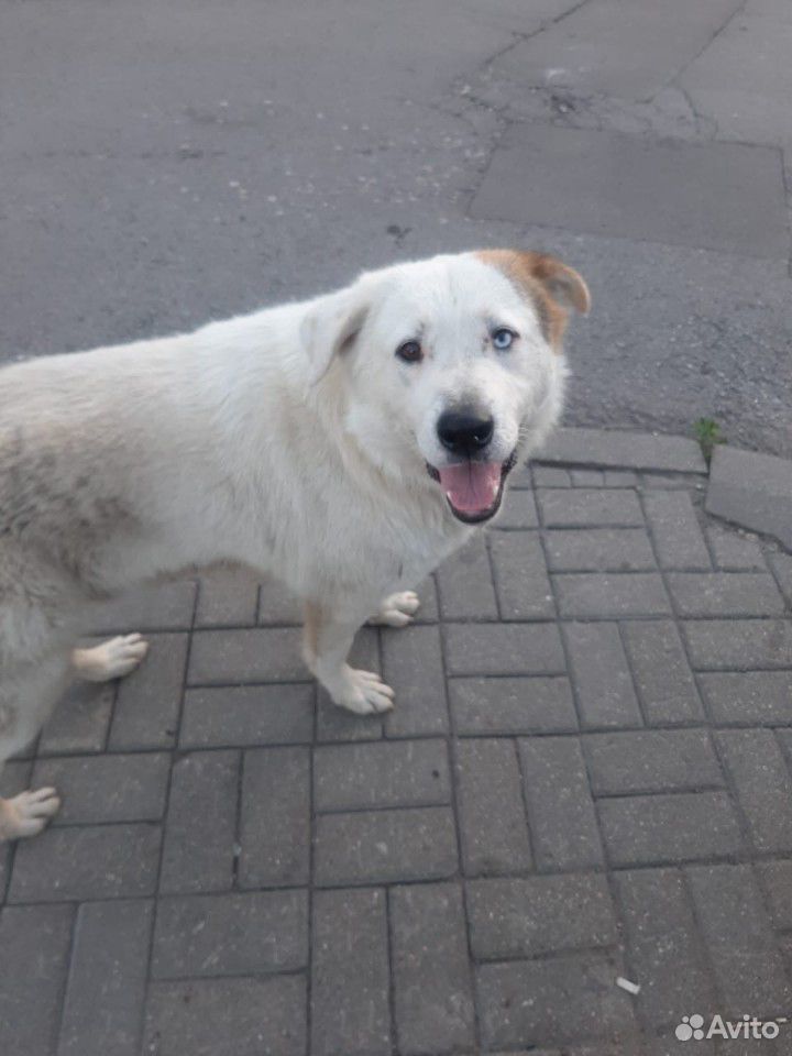 Умка - добродушный песик в дар 1,5 года