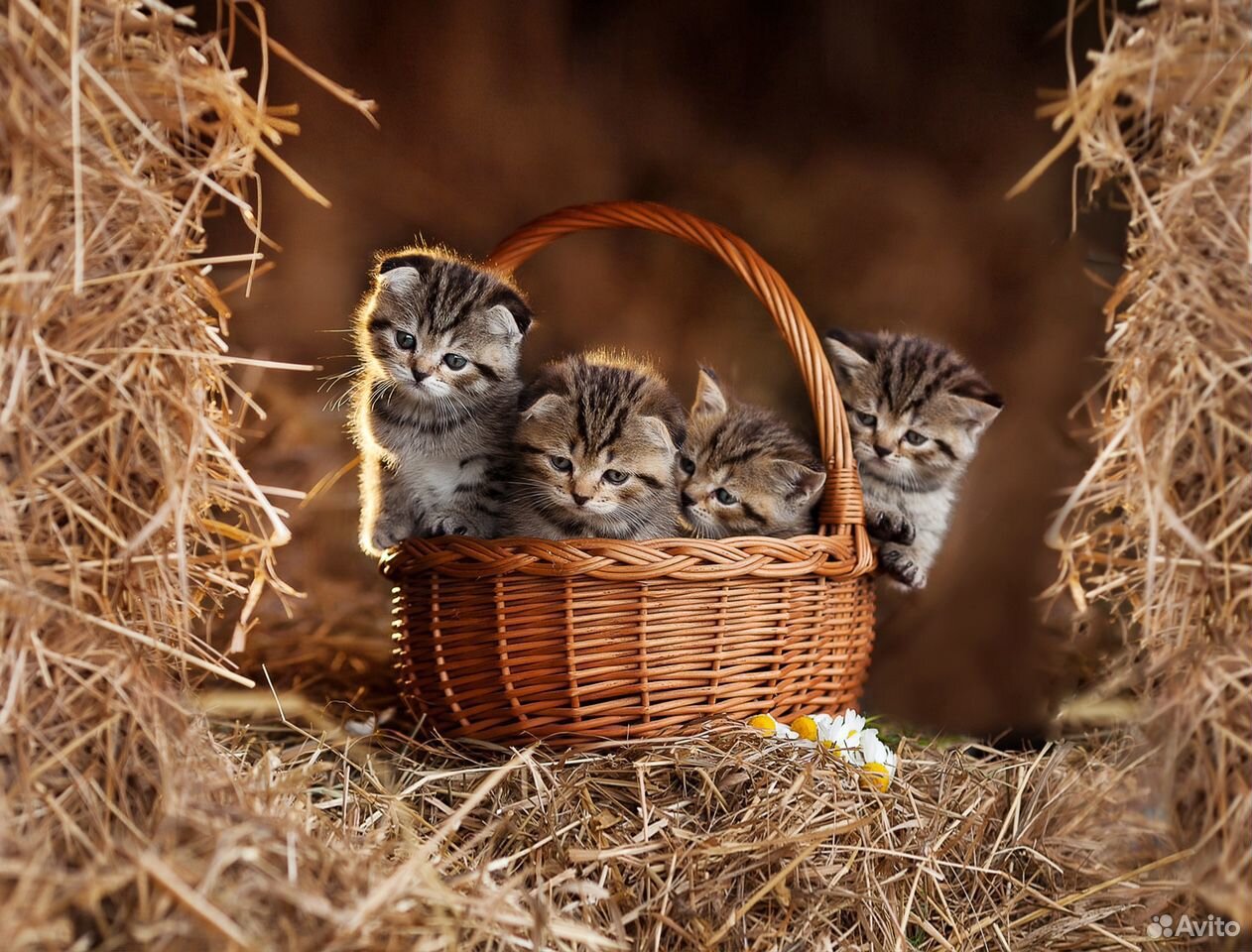 Шотландские котята