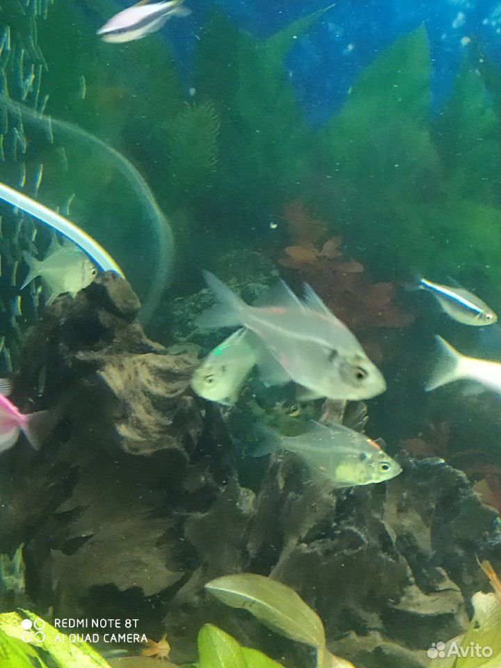 Рыба стеклянный окунь