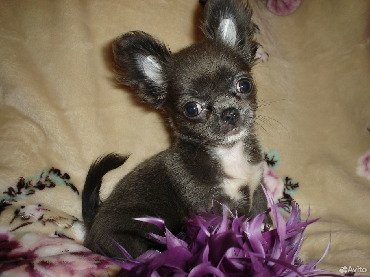 Миниатюрные куколки чихуахуа