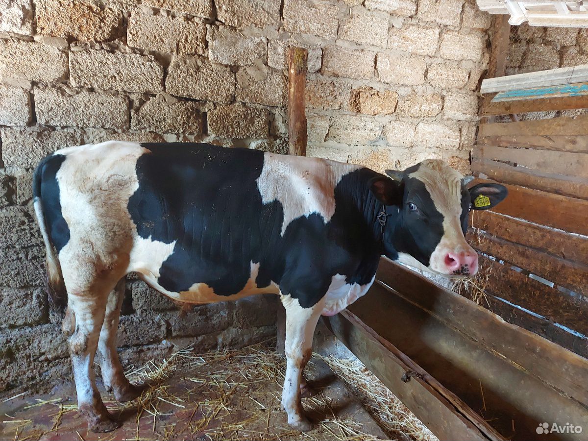 Бык 1год 1мес