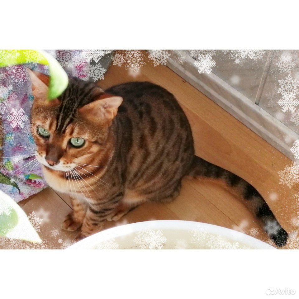 Кот