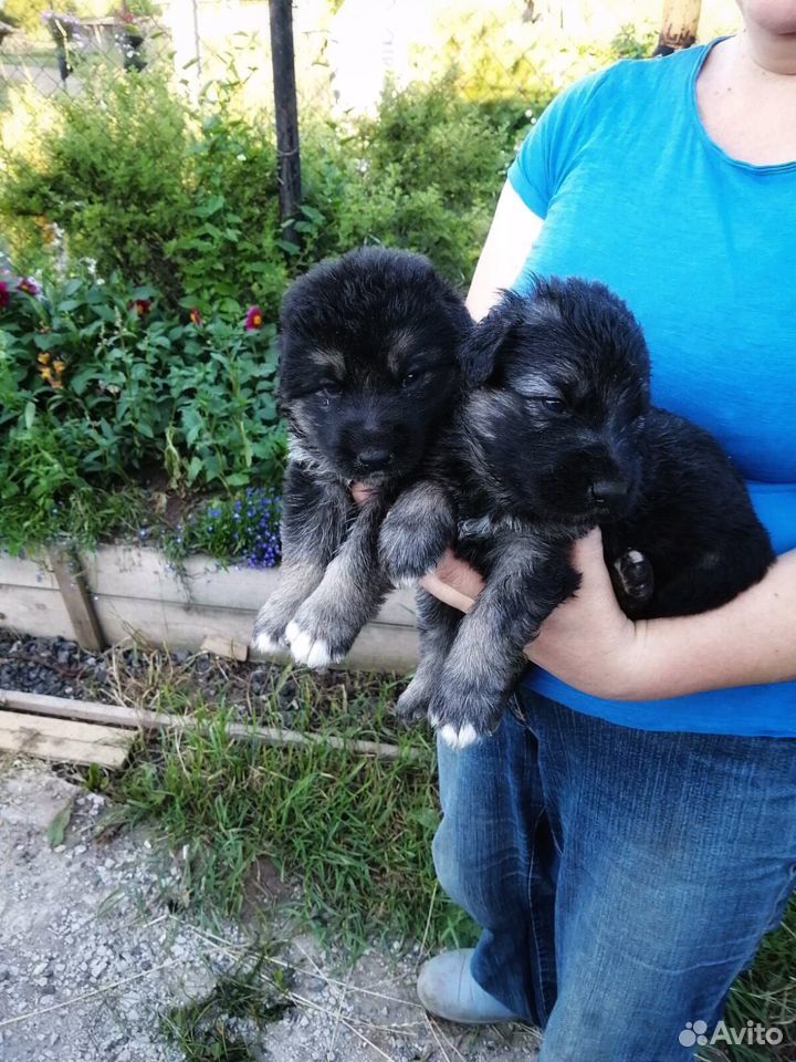 Щенки Немецкой овчарки