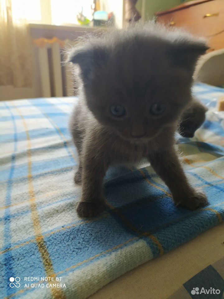 Шотландец вислоухий