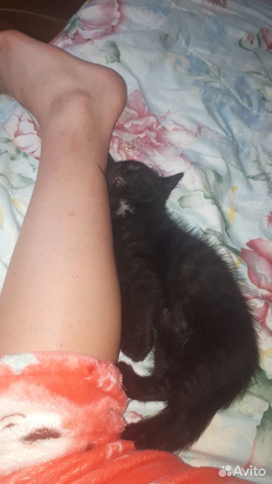 Котёнок
